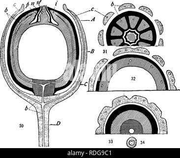 . Morphology of gymnosperms. Gymnosperms; Plant morphology ...