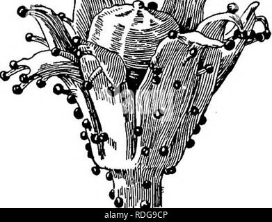 . Morphology of gymnosperms. Gymnosperms; Plant morphology ...