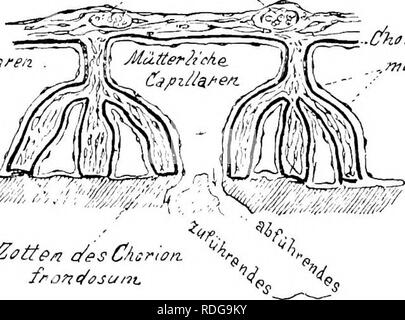 . Comparative anatomy. Anatomy, Comparative. allantoic cavity allantois ...