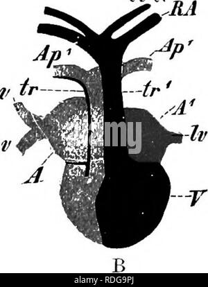 Comparative anatomy of heart in vertebrates diagram Stock Photo - Alamy