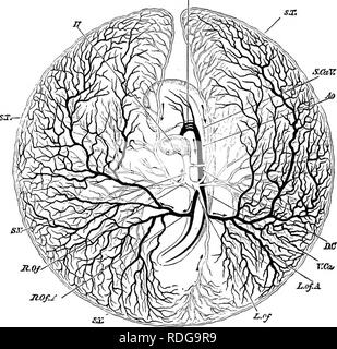 . Comparative anatomy. Anatomy, Comparative. allantoic cavity allantois ...