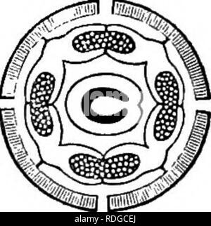 . The natural history of plants. Botany. Stirlinffia^ (fig. 236, 237 ...