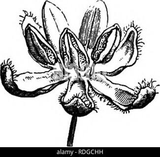 . The natural history of plants. Botany. 136 NATURAL HISTORY OF PLANTS ...