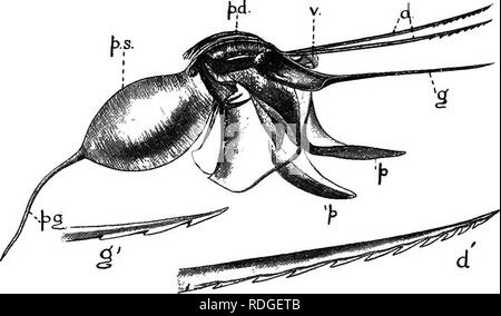 Honey bee lancets Stock Photo - Alamy