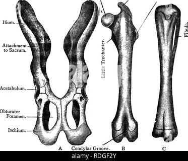 Astragalus Bone Horse