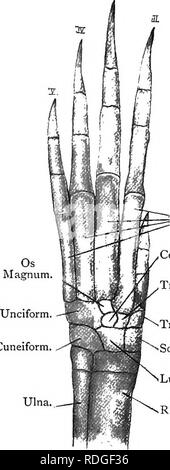 . Elementary text-book of zoology. Coracoid Process. A, Scapula. B ...