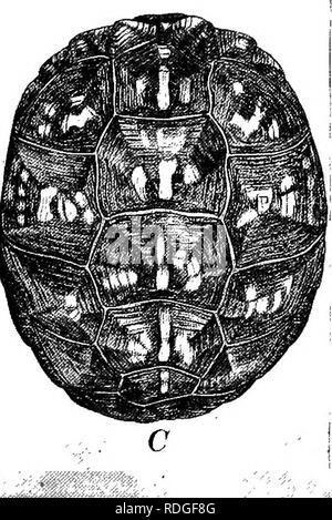 . A textbook in general zoology. Zoology. SNAKES, TURTLES, LIZARDS ...