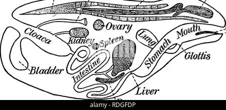 . A textbook in general zoology. Zoology. 162 LOCUSTS, BUTTERFLIES ...