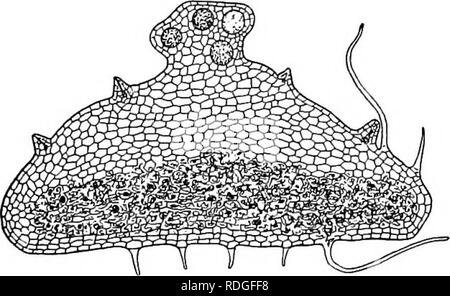 cross-section of fungi with roots in ground Stock Photo - Alamy