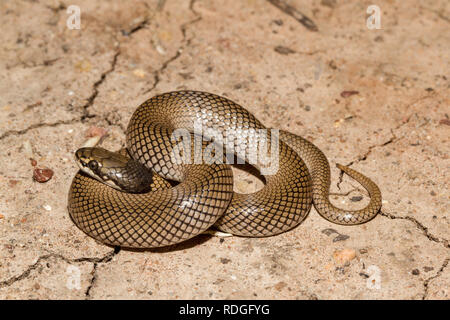 Curl Snake (Suta suta Stock Photo - Alamy