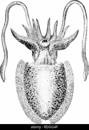 . A textbook in general zoology. Zoology. MUSSELS, CLAMS, OYSTERS ...