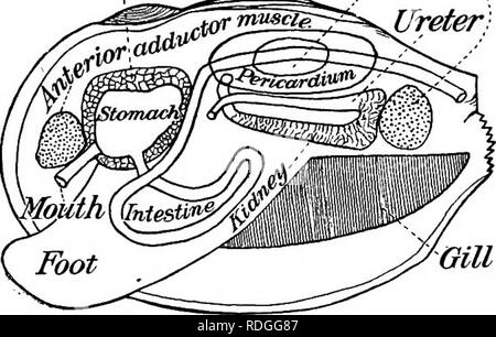 Muscles, clams and oysters Stock Photo: 30211134 - Alamy