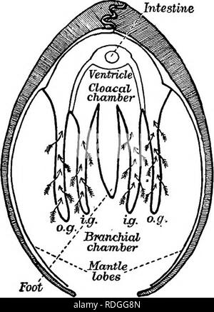. A textbook in general zoology. Zoology. MUSSELS, CLAMS, OYSTERS ...