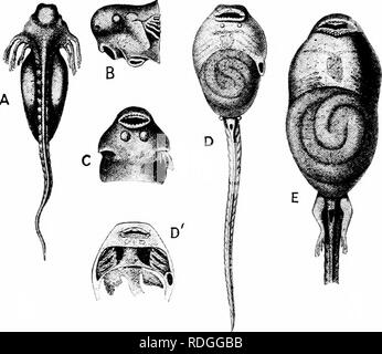 . An elementary course of practical zoology. Zoology. DISSECTION OF A ...