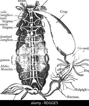 Cockroach Digestive System Dissection
