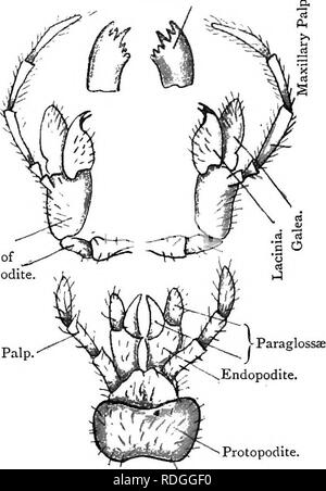 . Elementary text-book of zoology. ANNULATA. 179 CHAPTER XVI. ANNULATA ...