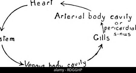 . Elementary text-book of zoology. ANNULATA. 179 CHAPTER XVI. ANNULATA ...