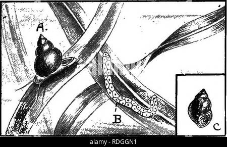 Bithynia tentaculata 5 Stock Photo - Alamy