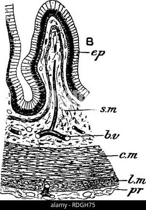 . An elementary course of practical zoology. Zoology. ^m Fig. 21.—The ...