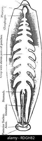 . Elementary text-book of zoology. ANNULATA. 179 CHAPTER XVI. ANNULATA ...