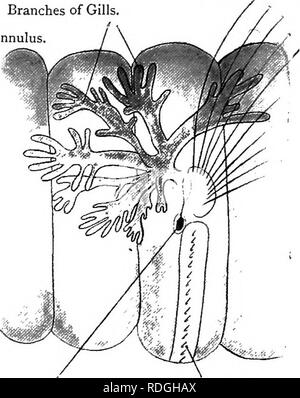 . Elementary text-book of zoology. ANNULATA. 179 CHAPTER XVI. ANNULATA ...