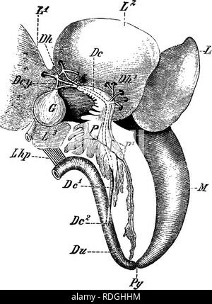 . An elementary course of practical zoology. Zoology. DISSECTION OF A ...