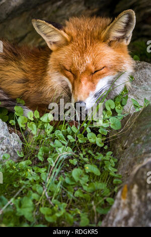 Rotfuchs; schlafender Rotfuchs Stock Photo - Alamy
