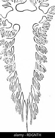 . Comparative anatomy of vertebrates. Anatomy, Comparative; Vertebrates ...