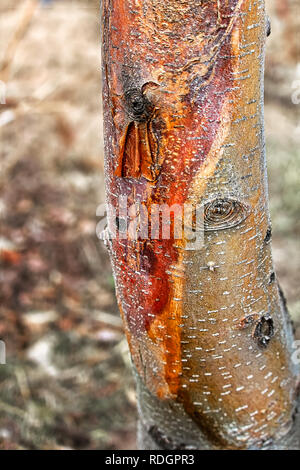 Closeup of a sun scald damage on a tree trunk Stock Photo - Alamy
