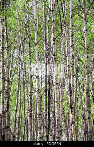 vertical pattern of poplar trees in Granada, Spain Stock Photo - Alamy