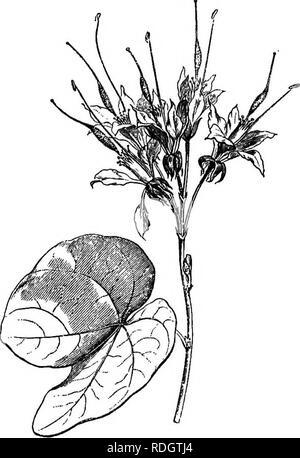 . The natural history of plants. Botany. LEGUMINOS^-CJSSALFINIB^. Ill ...