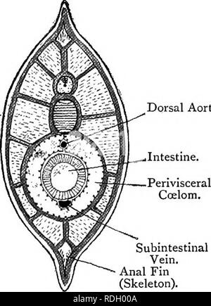 . Elementary text-book of zoology. AMPHIOXUS. 303 The brain has a ...