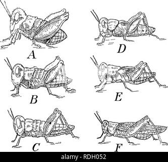 Locust final stage Stock Photo - Alamy