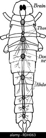 . A textbook in general zoology. Zoology. LOCUSTS, BUTTERFLIES, BEES ...