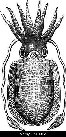 . Elementary text-book of zoology. SEPIA. 277 officinalis^ x ...