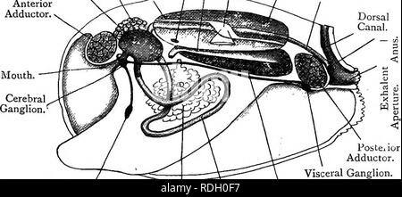 . Elementary text-book of zoology. ANODONTA. 271 a similar scar of the ...
