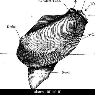 . Elementary text-book of zoology. ANODONTA. 271 a similar scar of the ...