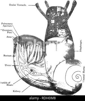 . Elementary text-book of zoology. HELIX. 267 ' If the dorsal surface ...