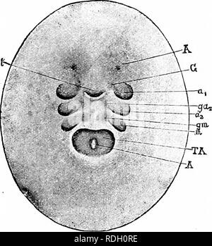 . An elementary course of practical zoology. Zoology. BODY-WALL 19 on ...