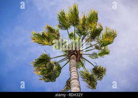 Big green tree cut and maintained in a round shape. Park with hedge and ...