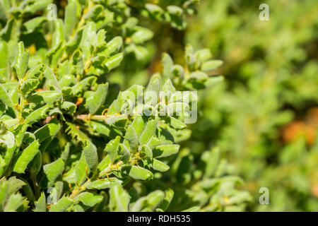 Close up of Quercus durata (California scrub oak, leather oak) flowers ...