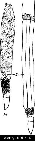 . Morphology of gymnosperms. Gymnosperms; Plant morphology. CONIFERALES ...