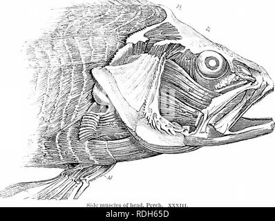 Origin of Vertebrates Fig 134 Stock Photo - Alamy