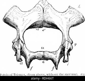 . Comparative anatomy of vertebrates. Anatomy, Comparative; Vertebrates ...