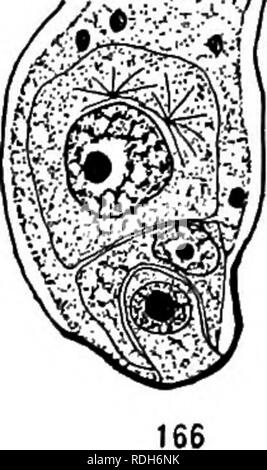 Cell division. Cell divides into two cells. Blue color. 3d illustration ...