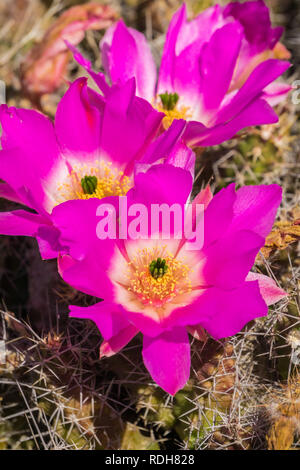 Amazing spring magenta wild flowers dogtooth violet (Erythronium ...