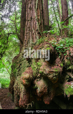 Second-growth Coast Redwood forest along Bald Hills Road, Redwood ...