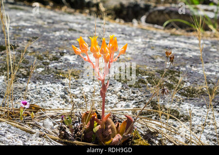 Canyon Live-forever (Dudleya cymosa), a succulent plant, Sequoia ...