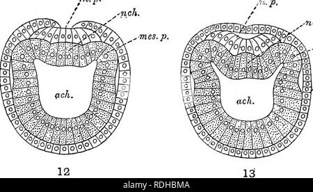 . A manual of elementary zoology . Zoology. 360 MANUAL OF ELEMENTARY ...