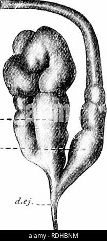 . A manual of elementary zoology . Zoology. THE RABBIT 433 passes ...